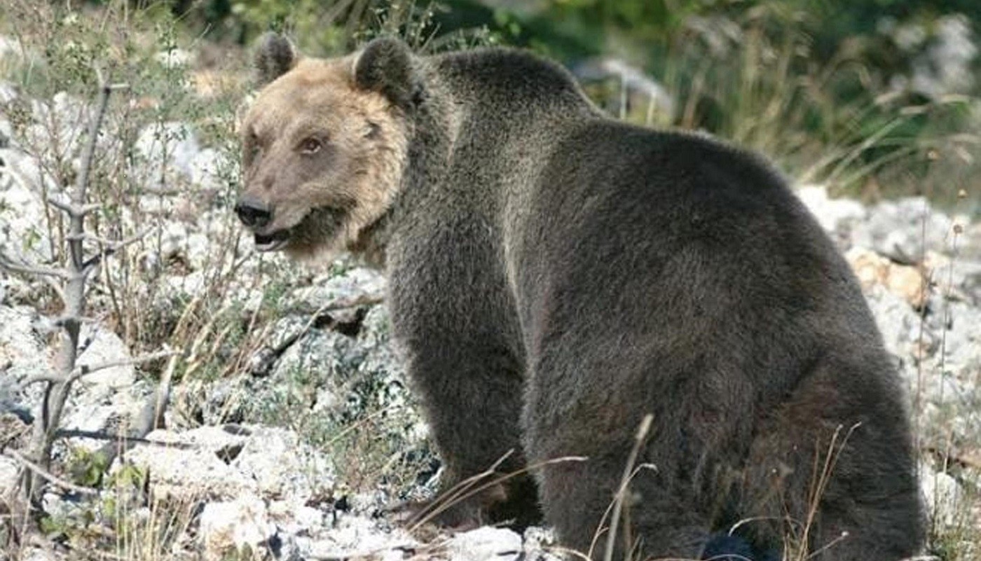 Per M49 tempo di letargo, l'orso più ricercato in Italia - Notizie ...