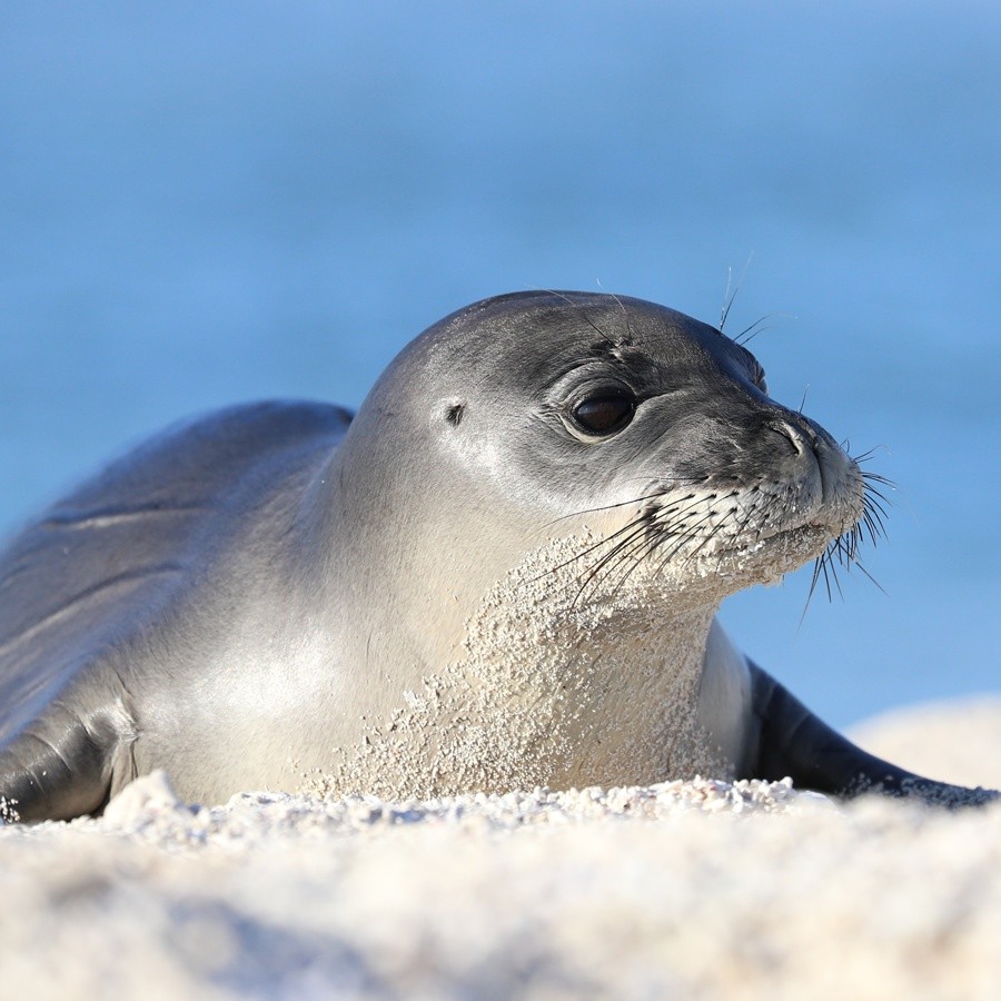 Foca Monje del Mediterráneo con Fernando Aparicio