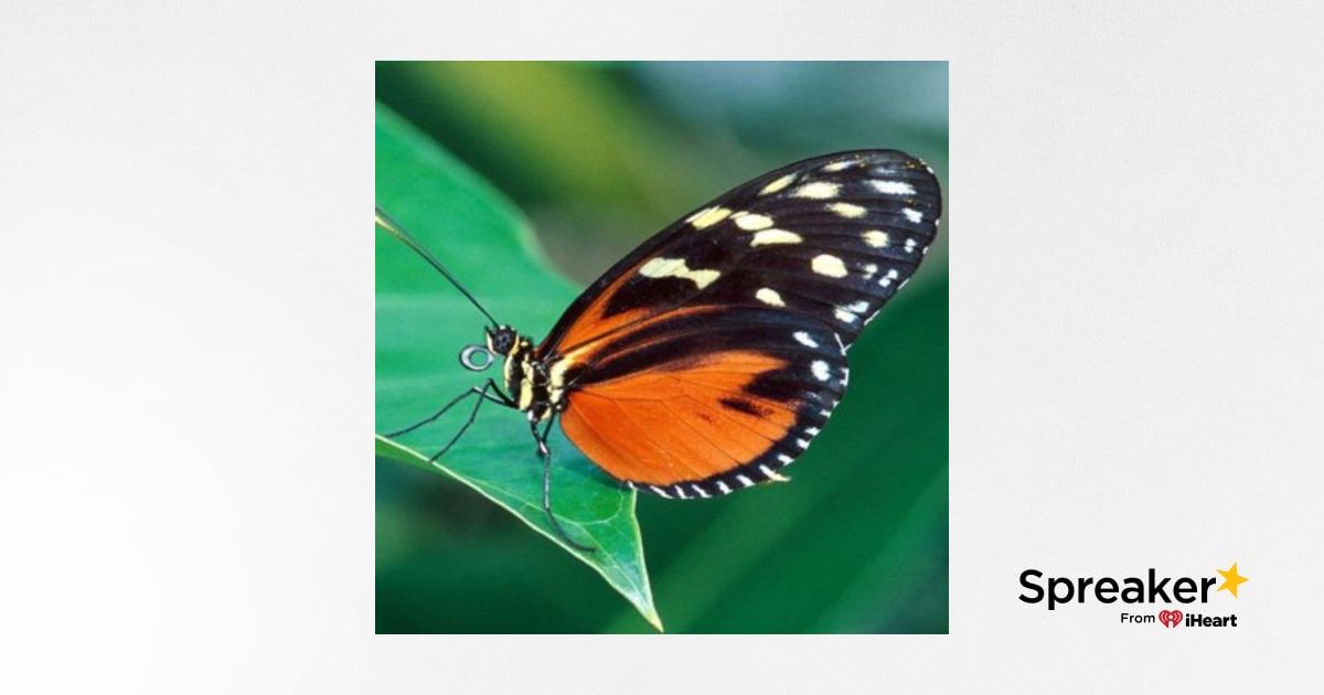 Episodio 29 - "La farfalla"