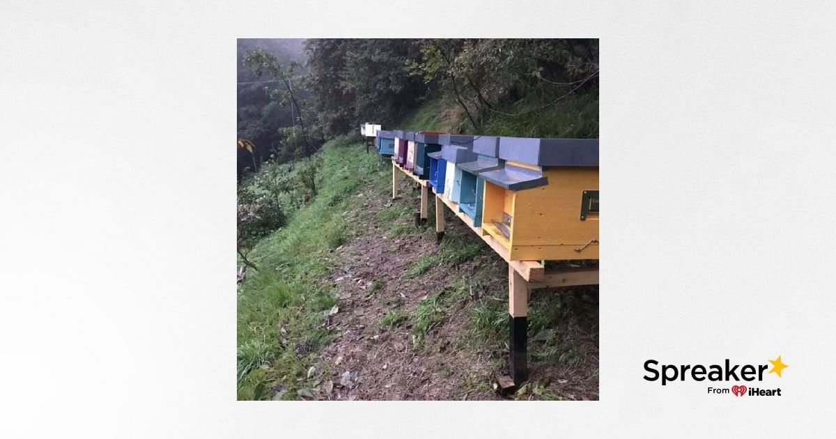 Dal battito d'ali d'un ape... Uno tsunami positivo