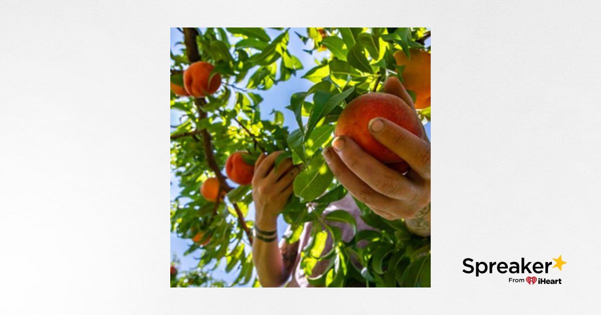 Peach Farming 101: Discovering Growth Stages, Tree Sizes, and Growing Zones