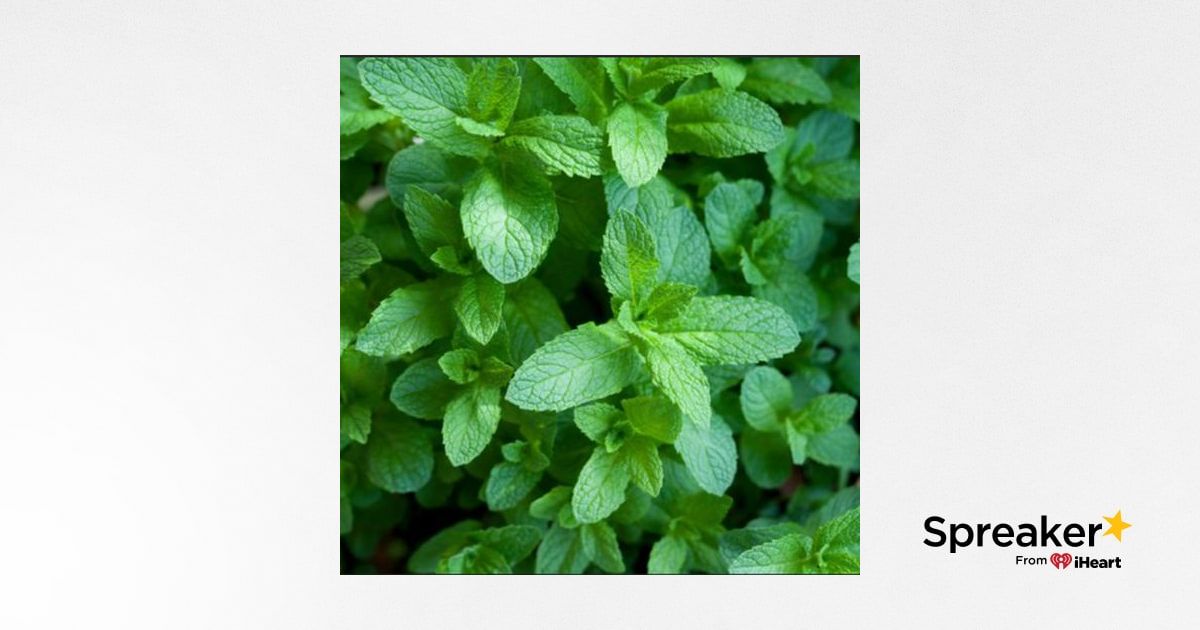 Growing Mint Plant from Seed: How to Successfully Plant, Grow, and ...