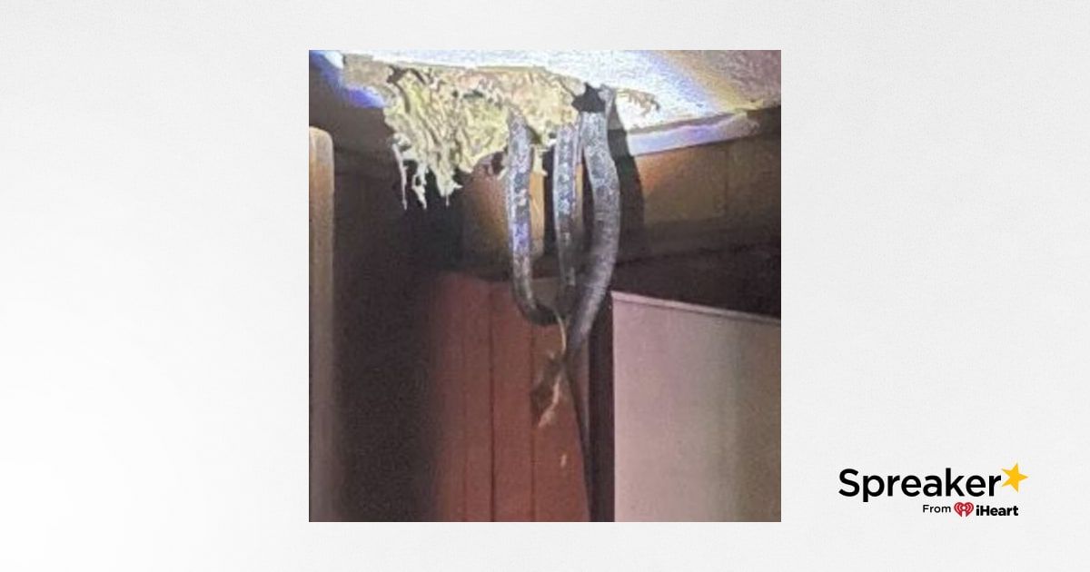 We talk to a family that had SNAKES fall through their ceiling