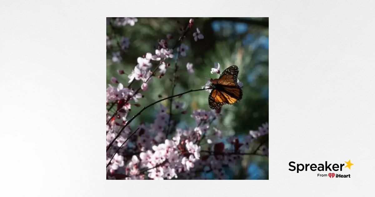 Endangered monarch butterflies face perilous storm [W[R]C]