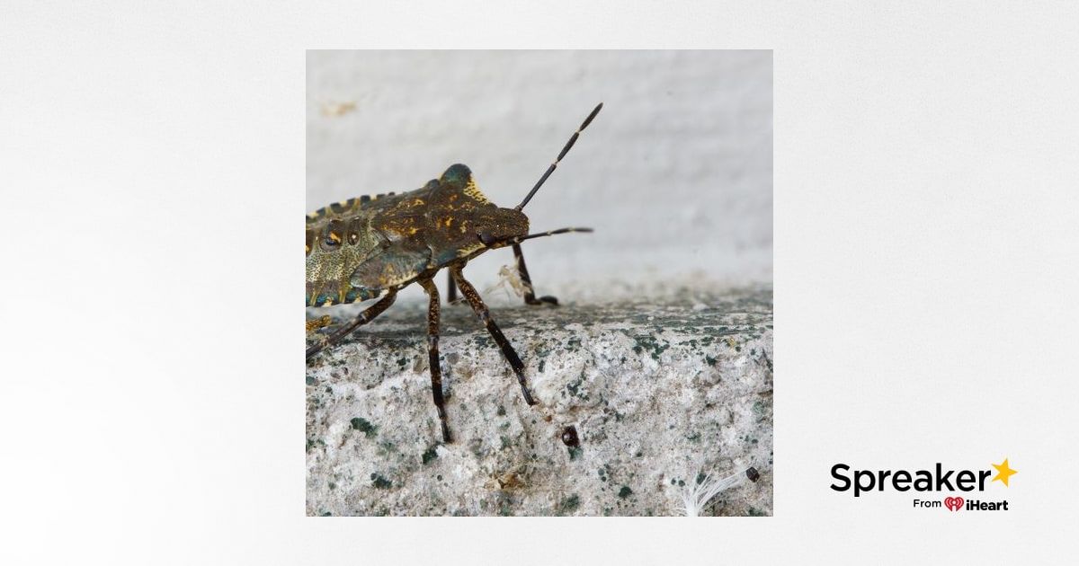 Las chinches: tipos, picaduras y cómo eliminarlas