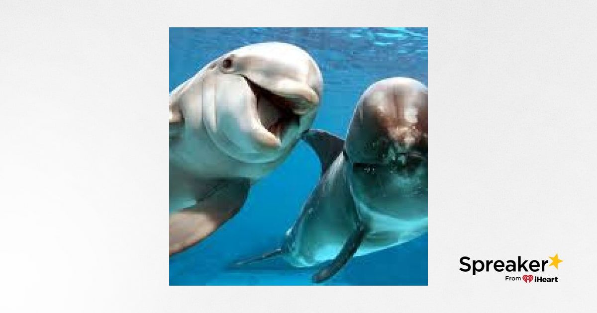 El Delfín De Río Chino Y Rosado