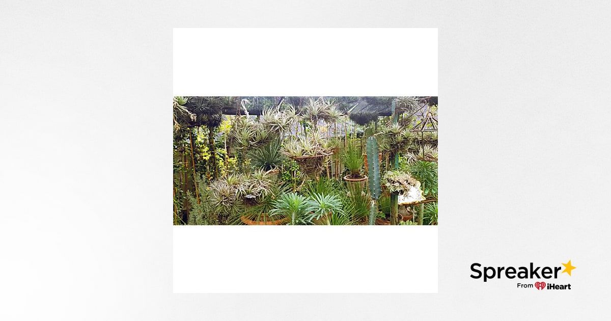 Il Vivaio Calabrese di Napoli (Campania)