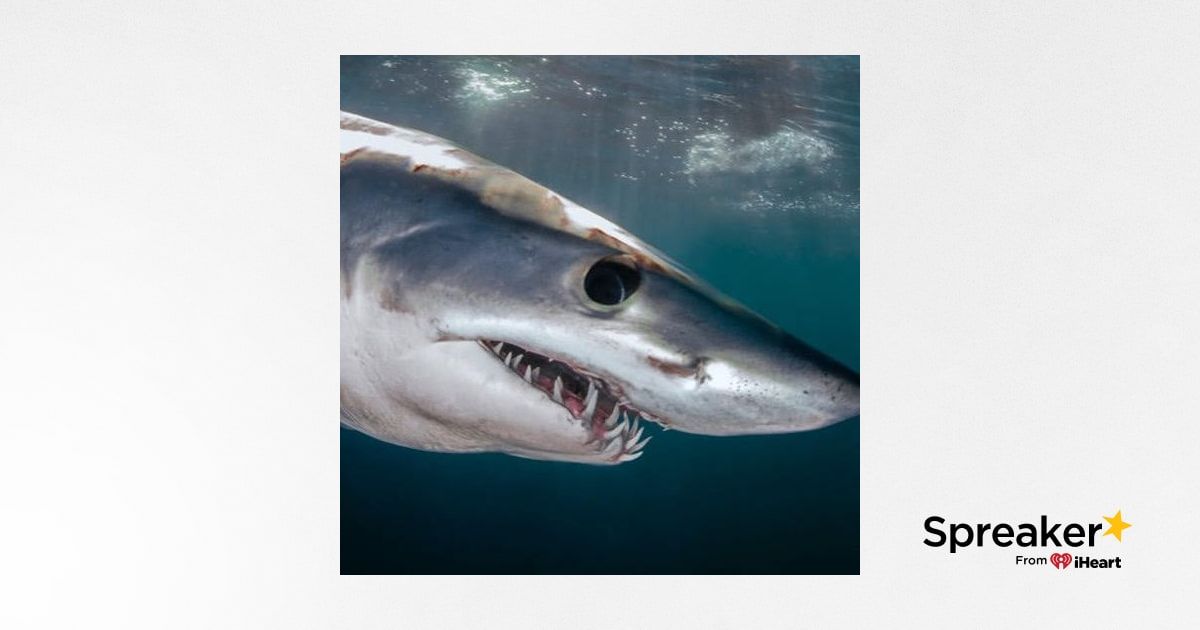 Lo Squalo Mako - Museo Kosmos, Pavia