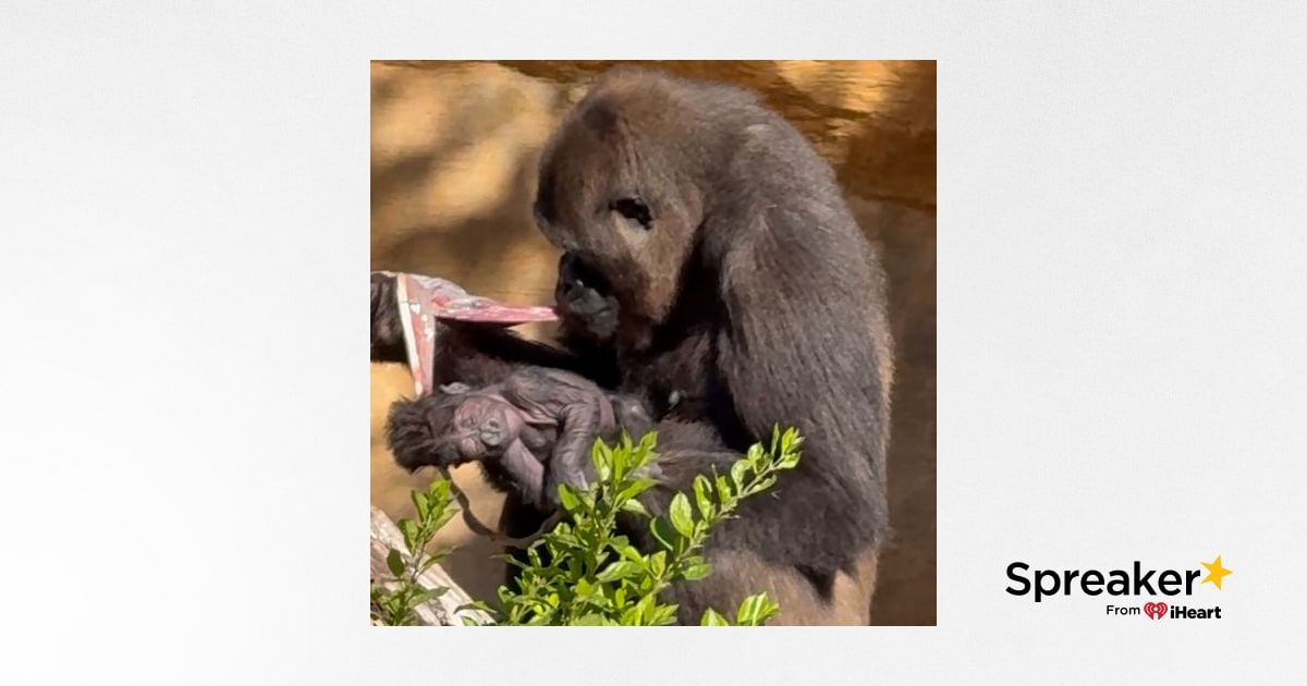 Ecología para todos: Los pros y contras sobre la ley sobre grandes simios