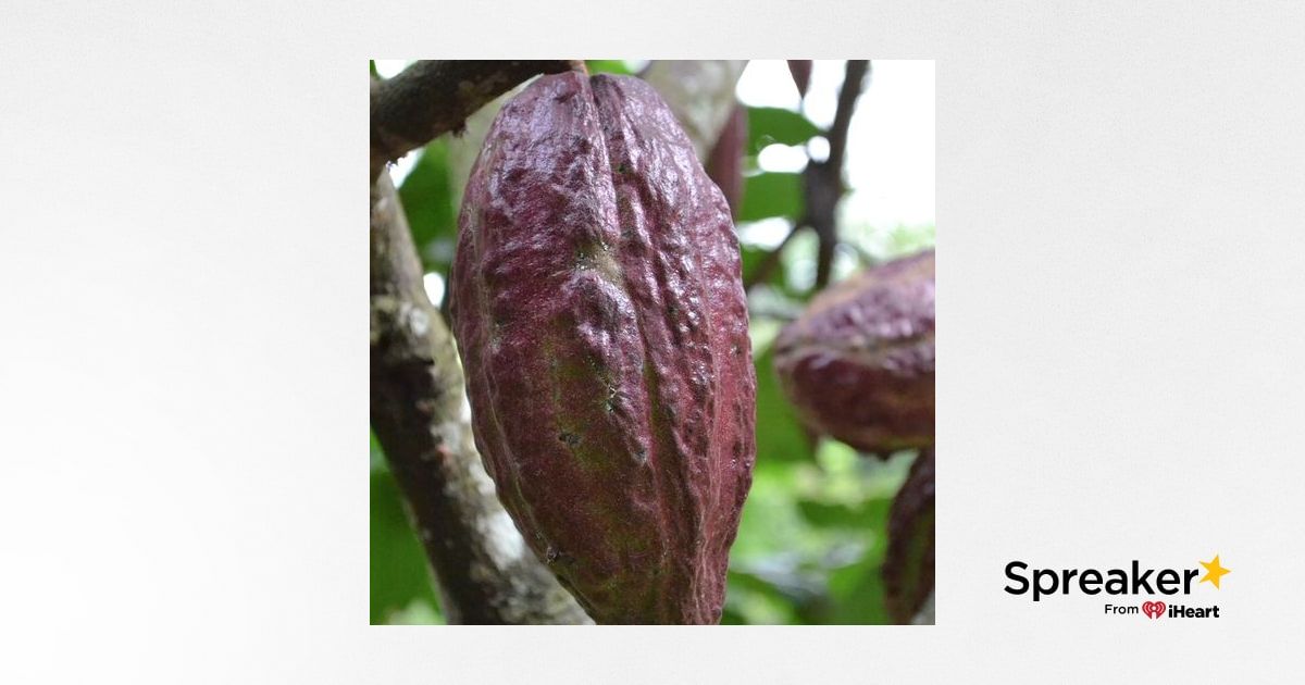 Carmenta, la plaga que acaba con los cultivos de cacao