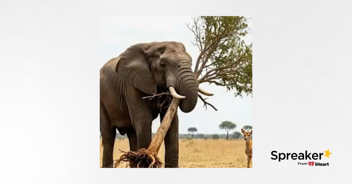 S84E11: Maybe 10 Tons - Emmy Hikins On Being Asked How Much An Elephant ...