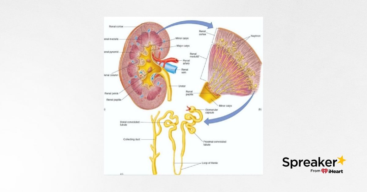 Formación de la Orina
