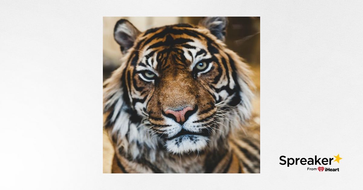 Stress and the Tiger Effect