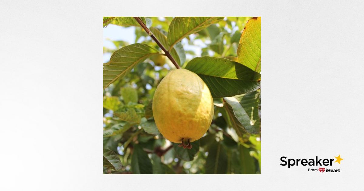 Manejo de la costra de la guayaba