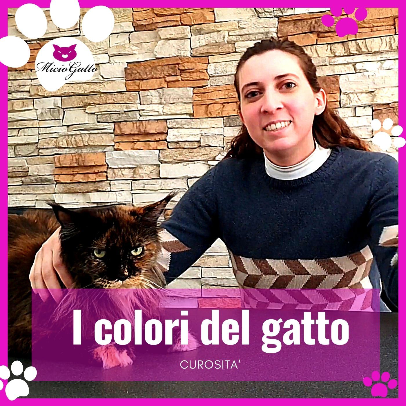 I COLORI DEL PELO del gatto, curiosità e come si creano i vari manti ...