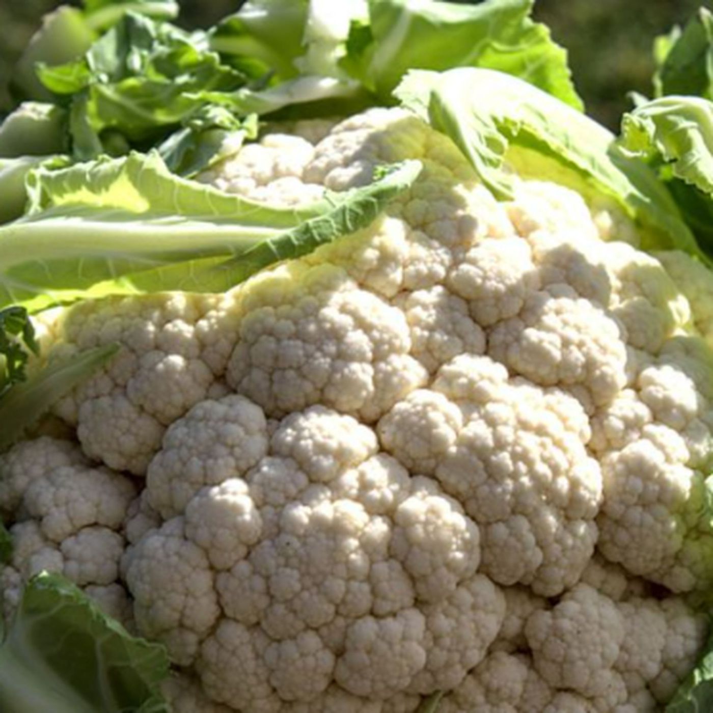 Growing Cauliflower from Seeds Made Easy: How to Plant and Grow ...