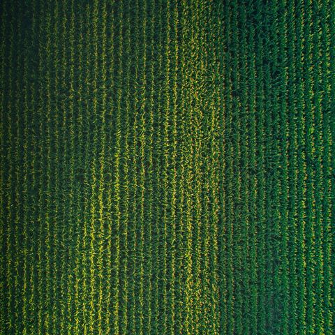 Biología molecular en el. Maiz