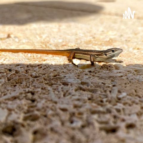 177.电视广告虚假率是怎么接近100%的？