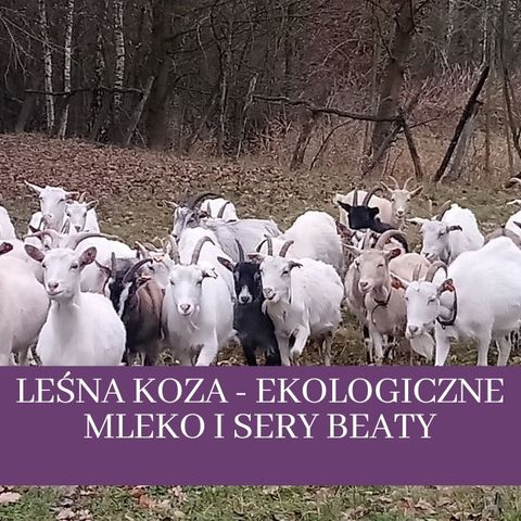 12 Leśna Koza i ekologiczne kozie sery - Rozmowa Beata Perepeczo