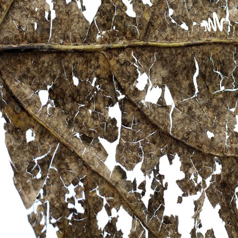 522.儿童必背唐诗：武威送刘判官赴碛西行军