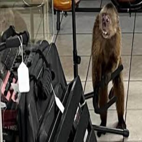 Biographies in Crayon, Cinnamon the monkey breaks into a pawn shop, and ...