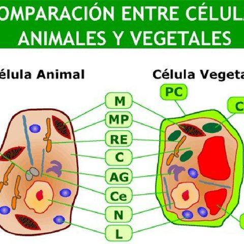 Clasificación de las células animal y vegetal
