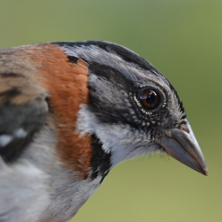 Copetón (Zonotrichia capensis)