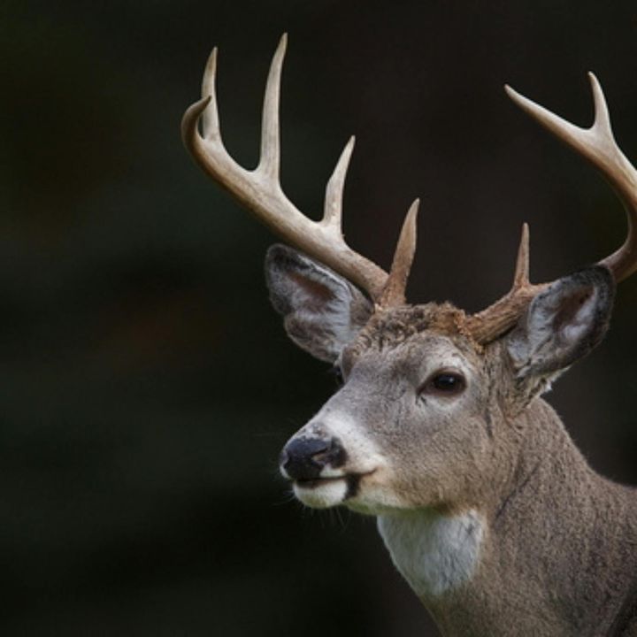 Open season for Deer Hunting has been extended