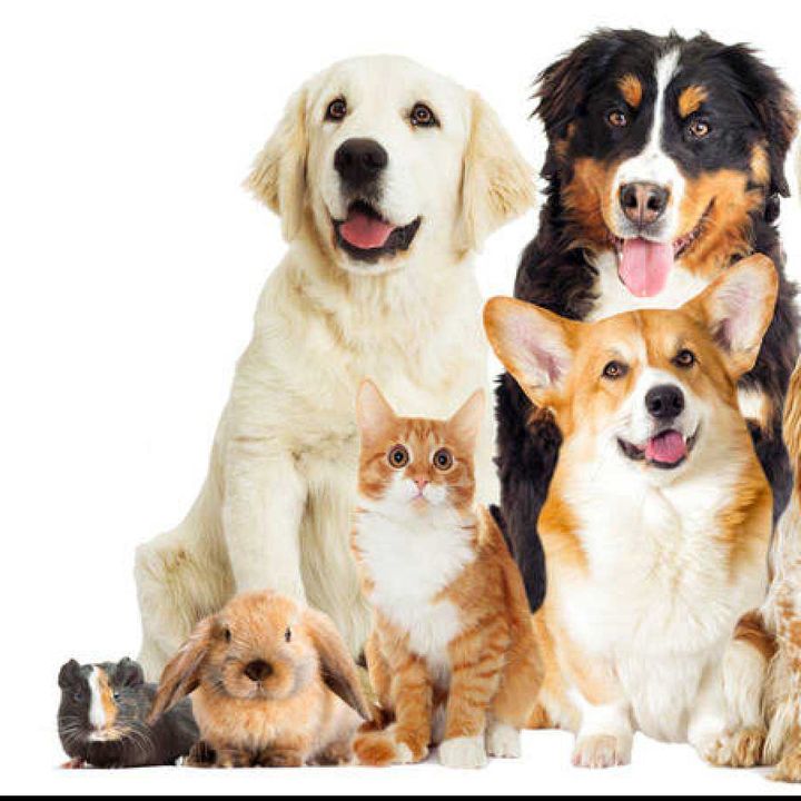 Datos curiosos sobre las mascotas