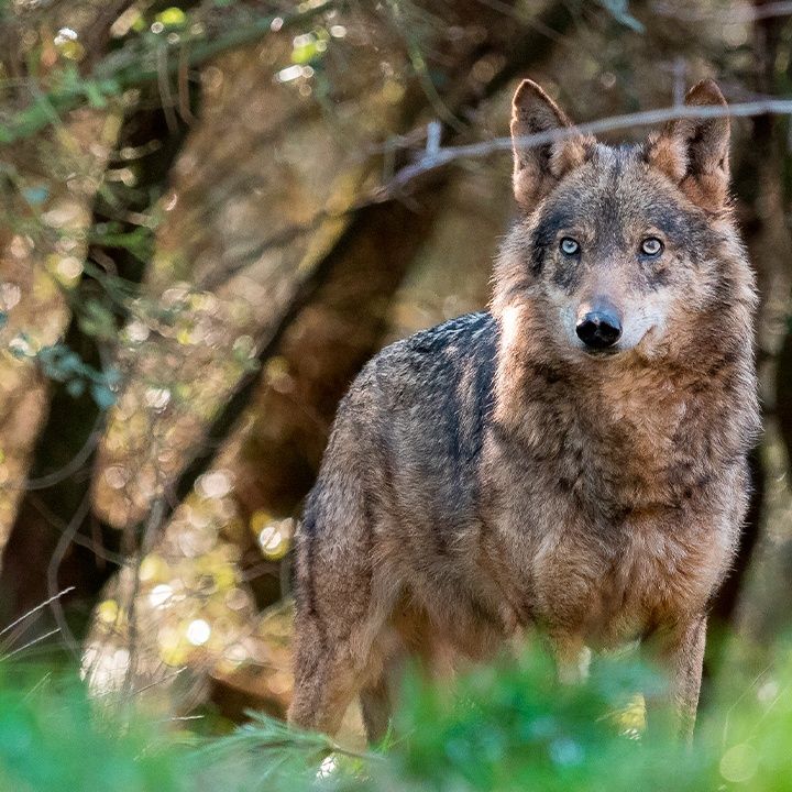 El lobo, un héroe ecosistémico