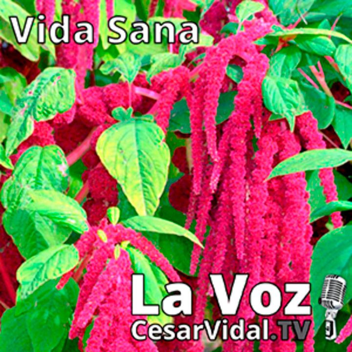 Vida Sana: El Amaranto: El rey de los pseudocereales - 07/04/21