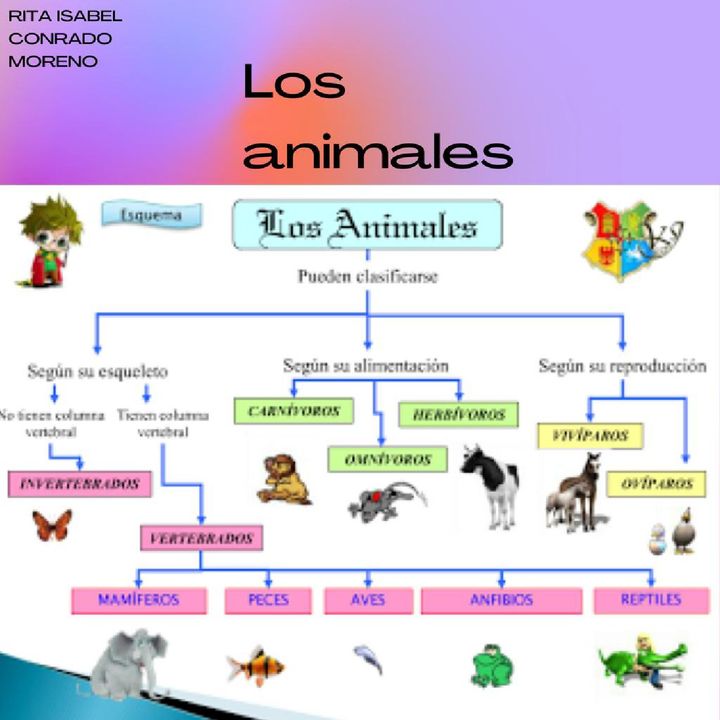 Clasificación de los animales